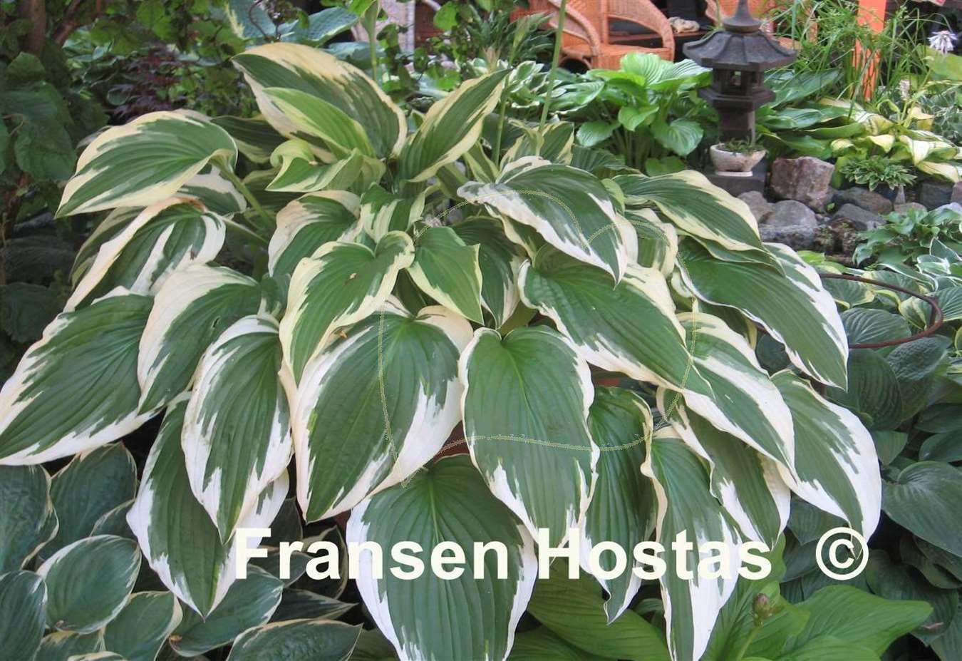 Hosta Antioch - Fransen Hostas