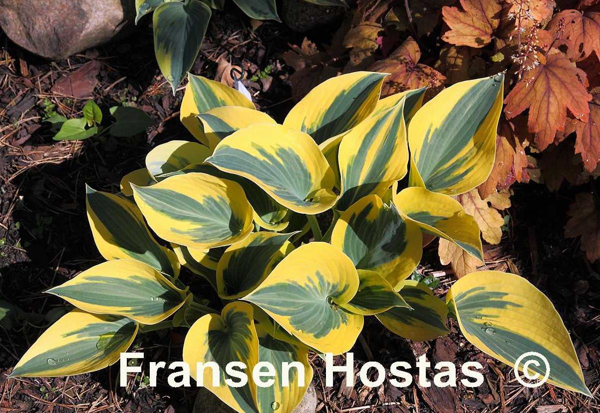 Hosta Ben Vernooij - Fransen Hostas