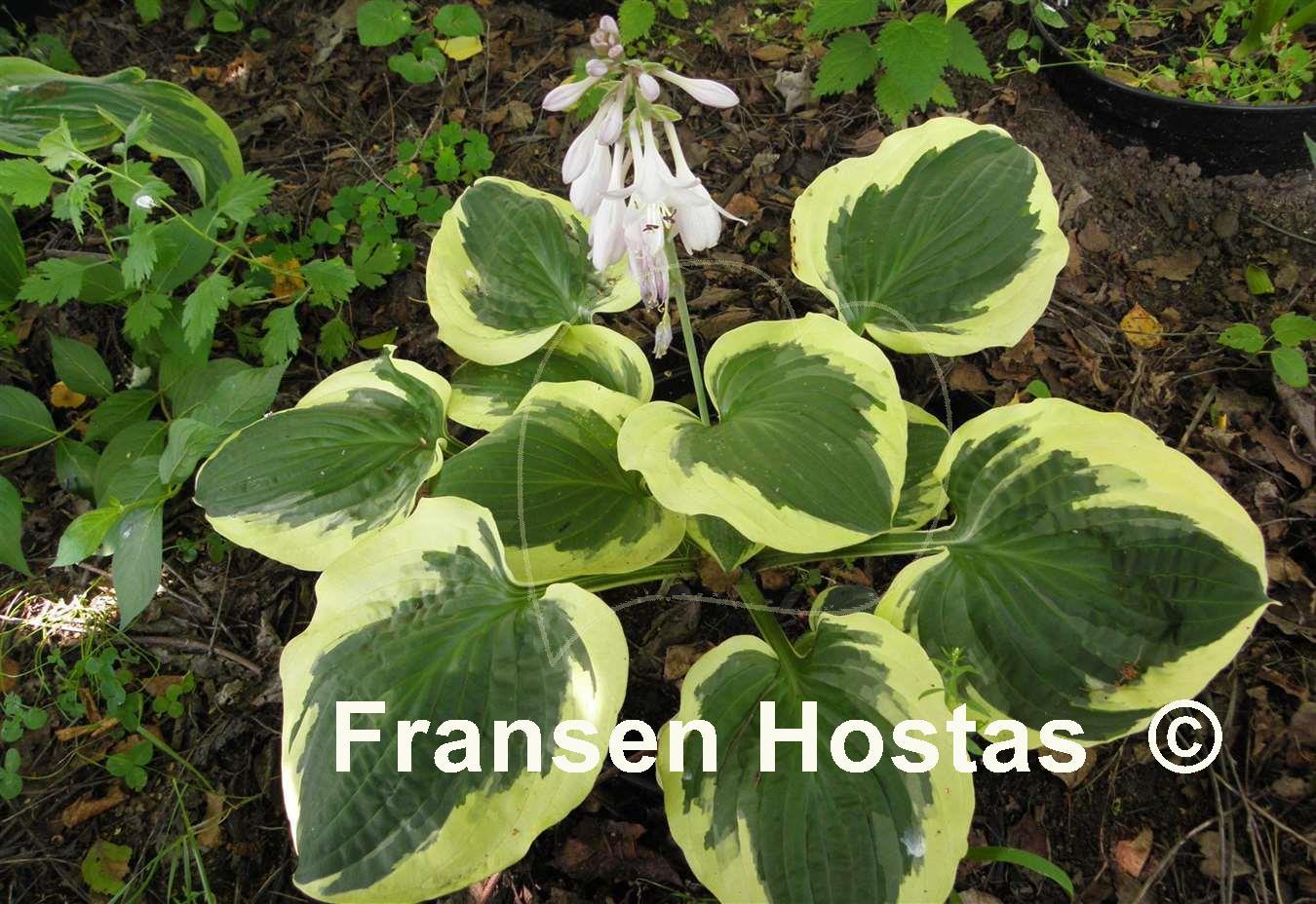 Hosta Christmas Pageant - Fransen Hostas