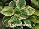 Hosta Fragrant King - Fransen Hostas