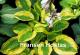 Fransen Hostas, hosta catalogue with most diverse hosta plants ...