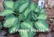 Hosta Blue Mouse Ears - Fransen Hostas