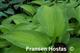 Hosta Dorothy Benedict - Fransen Hostas
