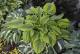 Hosta Dancing Queen - Fransen Hostas