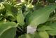 Hosta Invincible - Fransen Hostas