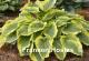 Fransen Hostas, hosta catalogue with most diverse hosta plants ...