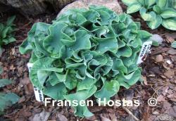 Hosta Dancing Mouse - Fransen Hostas