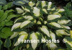 Hosta X-Ray - Fransen Hostas