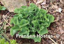 Hosta Knockout Mouse - Fransen Hostas