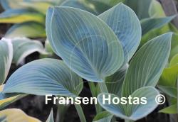 Hosta Dancing Mouse - Fransen Hostas