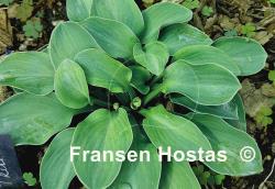 Hosta Dancing Mouse - Fransen Hostas
