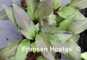 Fransen Hostas, gardening hosta plants perennial nursery