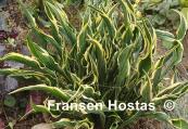 Fransen Hostas, gardening hosta plants perennial nursery