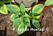 Fransen Hostas, gardening hosta plants perennial nursery