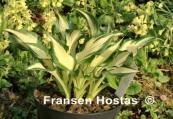 Fransen Hostas, gardening hosta plants perennial nursery