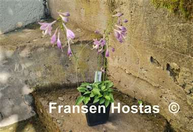 Hosta Baby Kim - Fransen Hostas