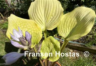 Hosta Big Red - Fransen Hostas