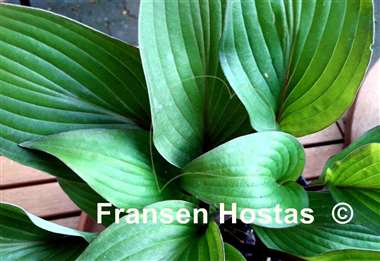 Hosta Bloodline - Fransen Hostas