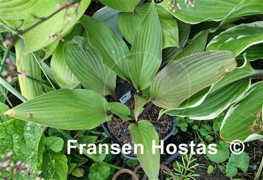 Hosta Bloodline - Fransen Hostas