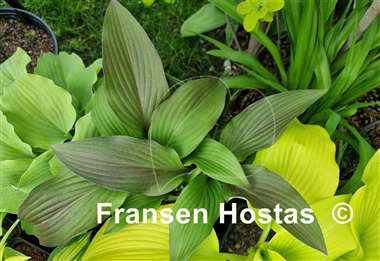 Hosta Bloodline - Fransen Hostas