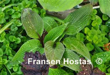 Hosta Bloodline - Fransen Hostas