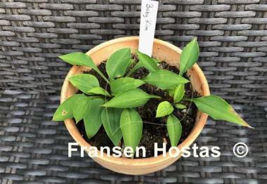 Hosta Baby Kim - Fransen Hostas
