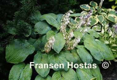 Hosta Blackjack - Fransen Hostas