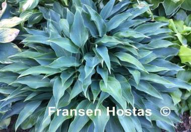 Hosta Blue Arrow - Fransen Hostas