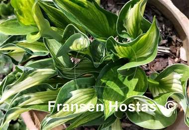 Hosta Colored Hulk - Fransen Hostas