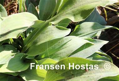 Hosta Dilithium Crystal - Fransen Hostas