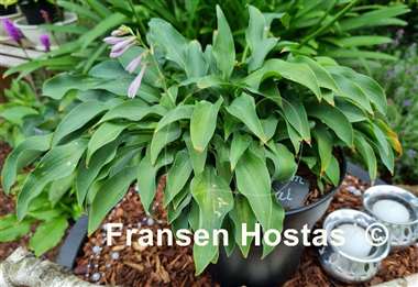 Hosta Dilithium Crystal - Fransen Hostas