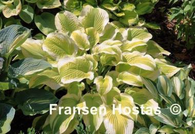 Hosta Delta Dawn - Fransen Hostas