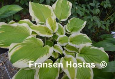 Hosta Delta Dawn - Fransen Hostas