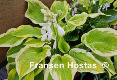 Hosta Delta Dawn - Fransen Hostas