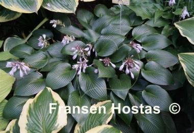 Hosta Devon Green - Fransen Hostas