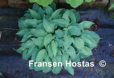 Hosta Dilithium Crystal - Fransen Hostas