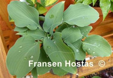 Hosta Dilithium Crystal - Fransen Hostas