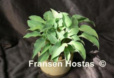 Hosta Dilithium Crystal - Fransen Hostas