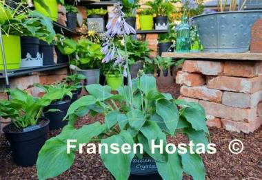 Hosta Dilithium Crystal - Fransen Hostas