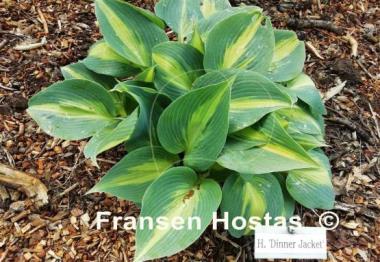 Hosta Dinner Jacket - Fransen Hostas