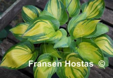 Hosta Dinner Mint - Fransen Hostas