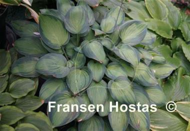 Hosta Dinner Mint - Fransen Hostas