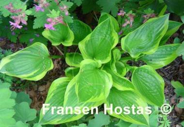 Hosta Don Stevens - Fransen Hostas