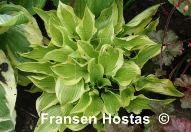 Hosta Don Stevens - Fransen Hostas