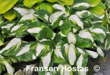 Hosta Enterprise - Fransen Hostas