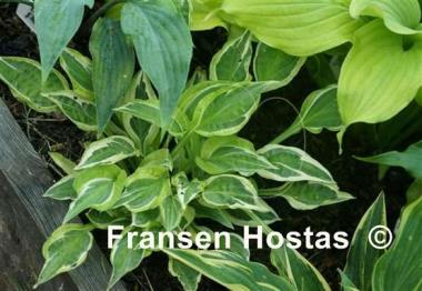 Hosta Eros - Fransen Hostas
