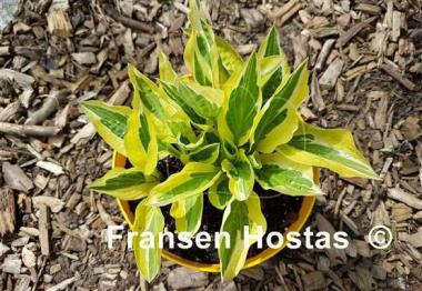Hosta Eros - Fransen Hostas