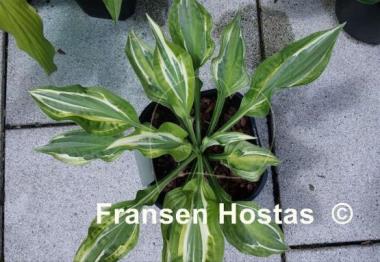 Hosta Eros - Fransen Hostas