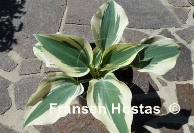 Hosta Firn Line - Fransen Hostas