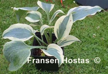 Hosta Firn Line - Fransen Hostas